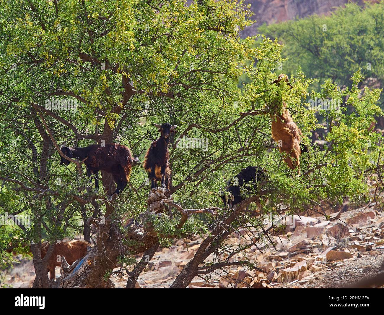 goats standing and climbing in a argan oil tree and feeding from the ...