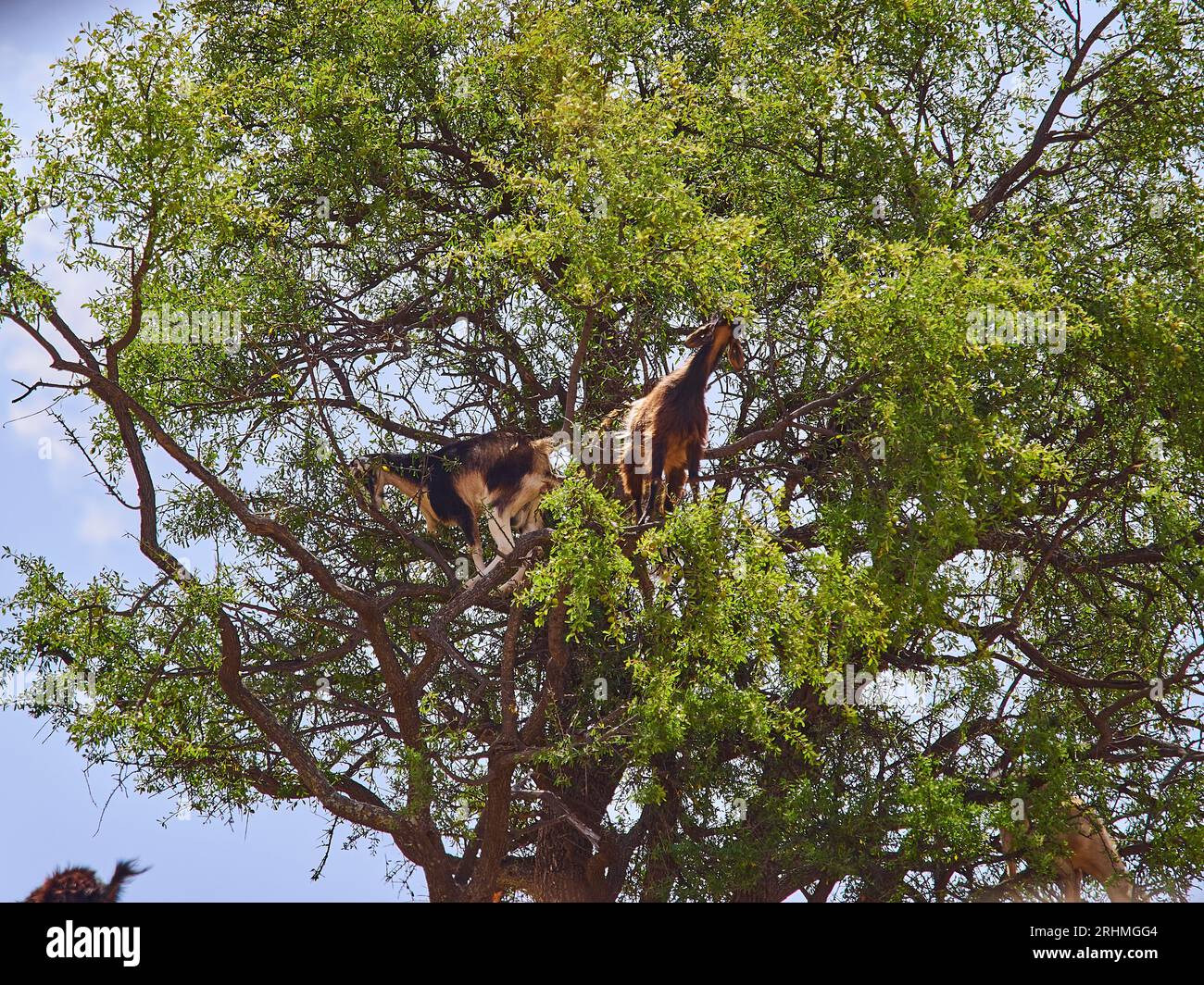 goats standing and climbing in a argan oil tree and feeding from the ...