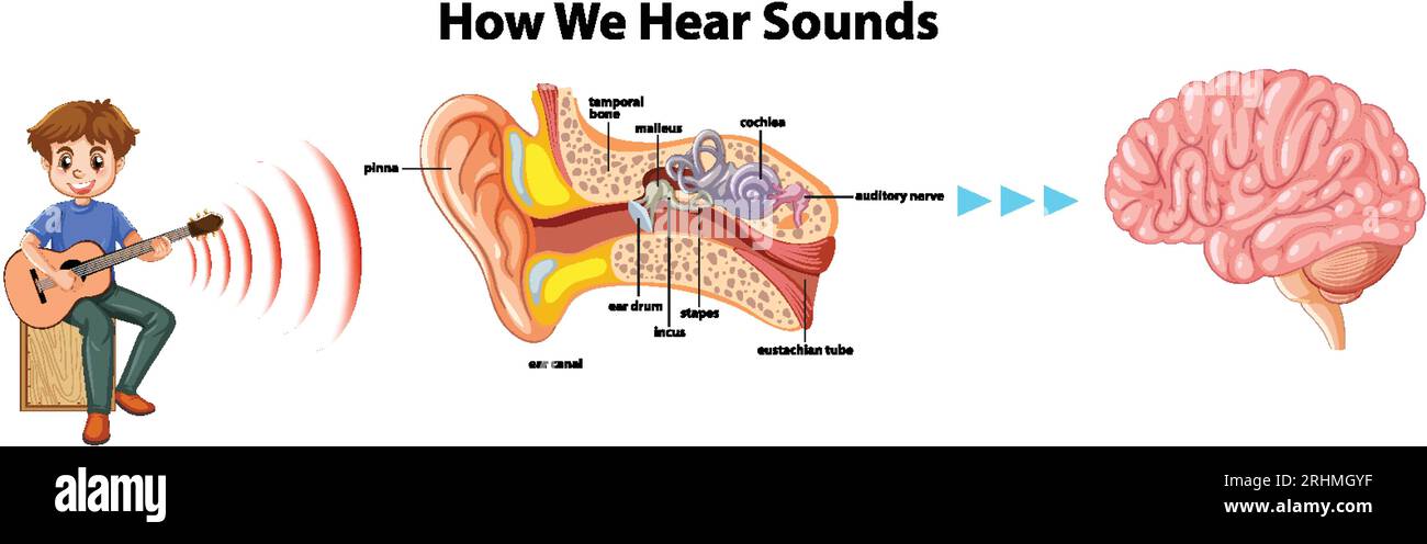 Learn How Sound Travels Through The Ear And Reaches The Brain In This Educational Infographic