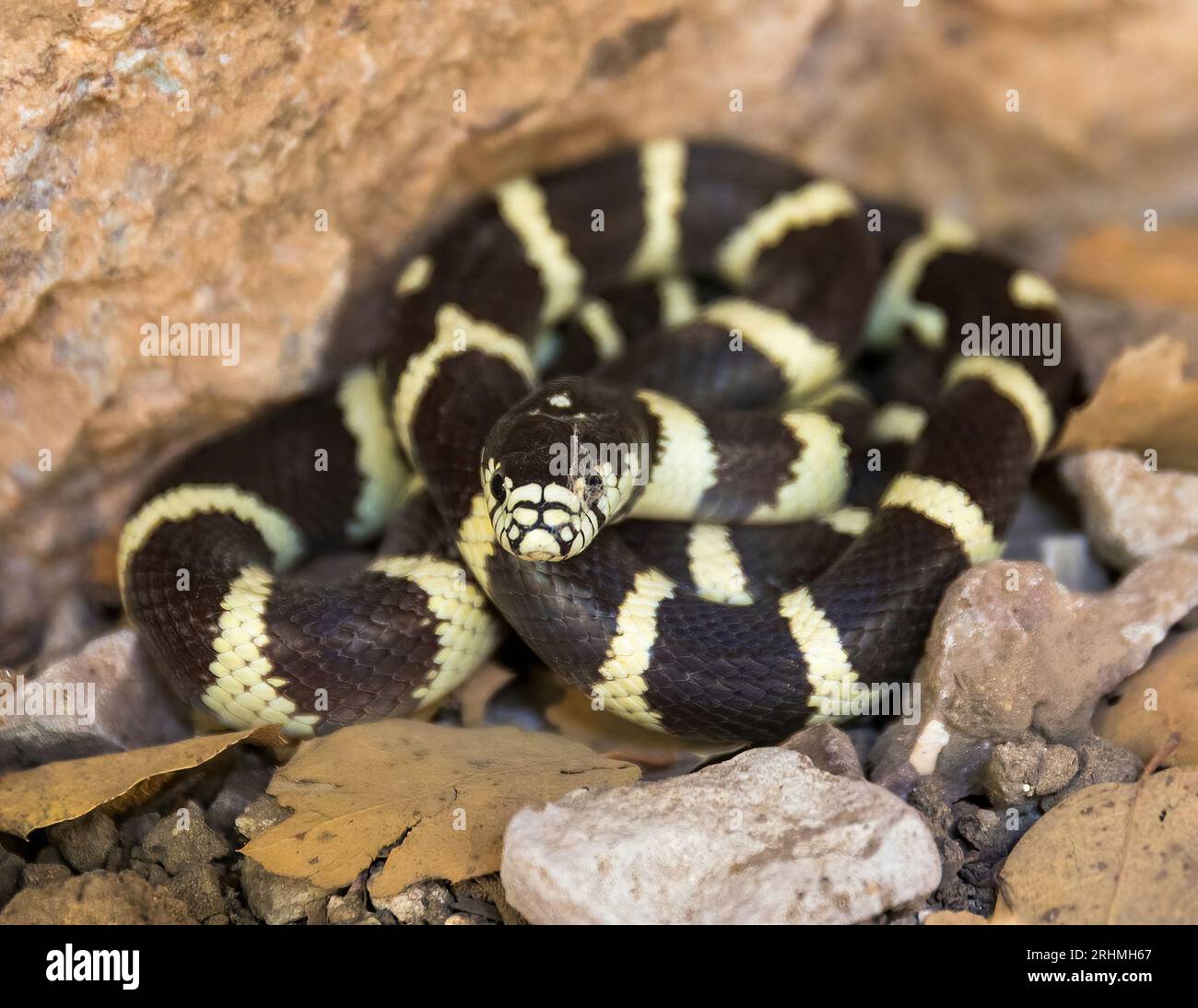 High Yellow King Snake
