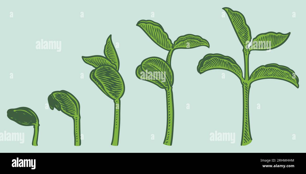Plant growth stages vector. hand drawing engraving style illustration ...