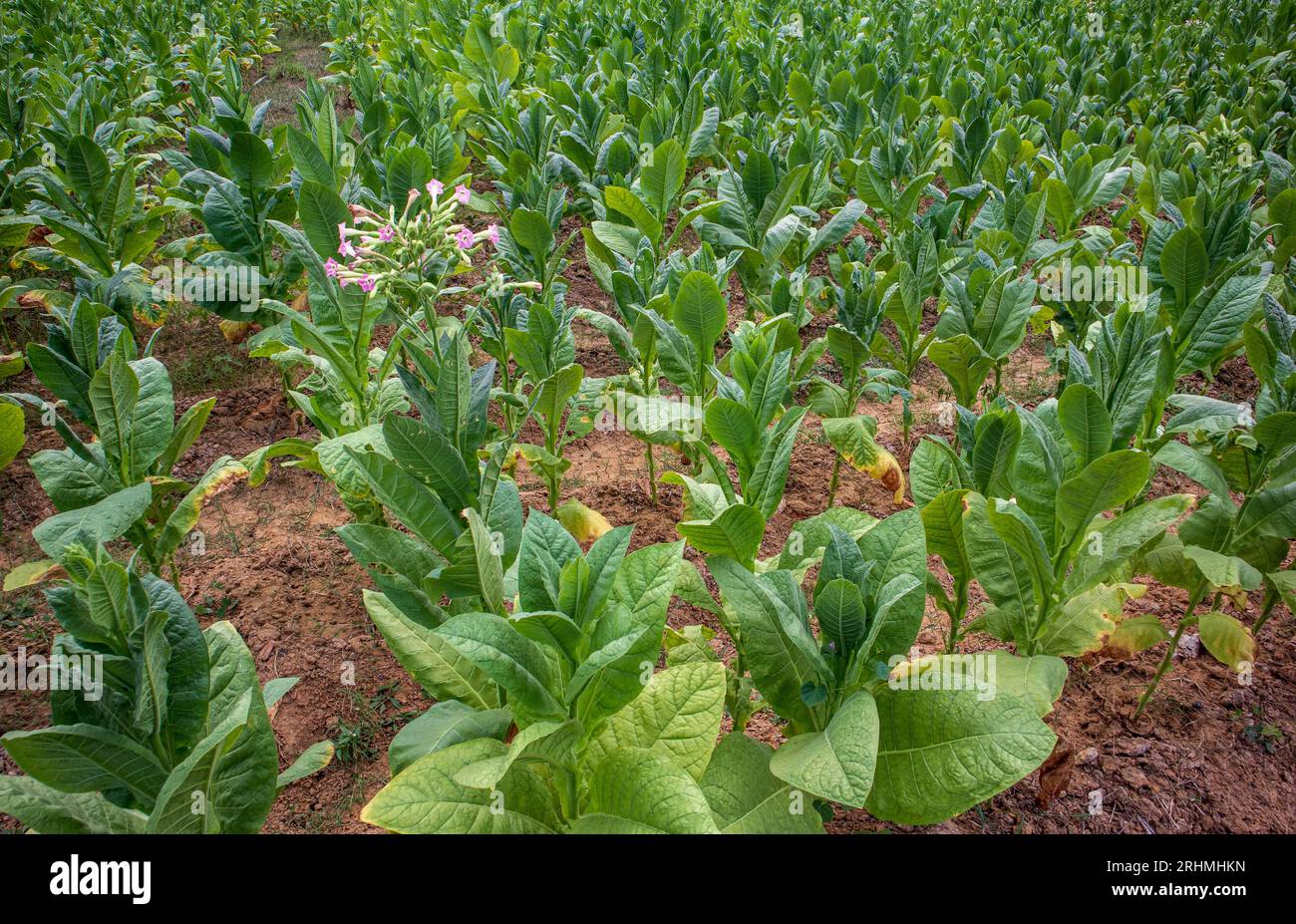 Blooming tobacco plant,Tobacco field Stock Photo - Alamy