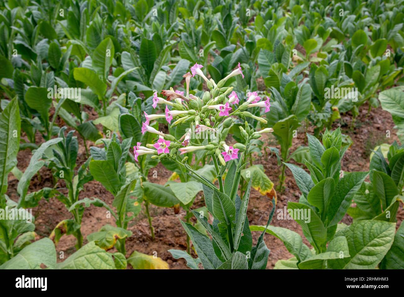 tobacco plant flowers, Tobacco field Stock Photo - Alamy