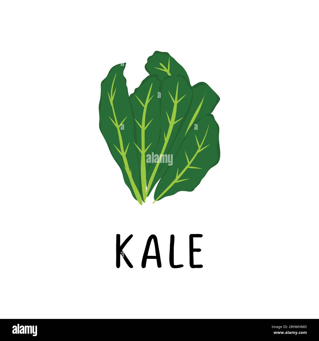 Kale Vector illustration, flat design cartoon of superfood kale natural ...