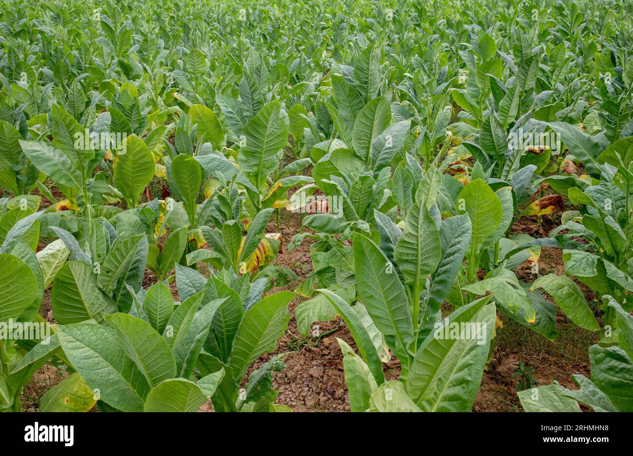 Tobacco Plant