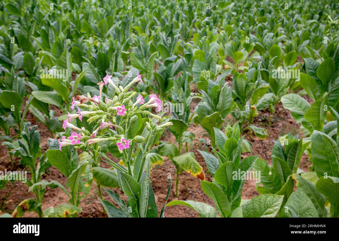tobacco plant flowers, Tobacco field Stock Photo - Alamy