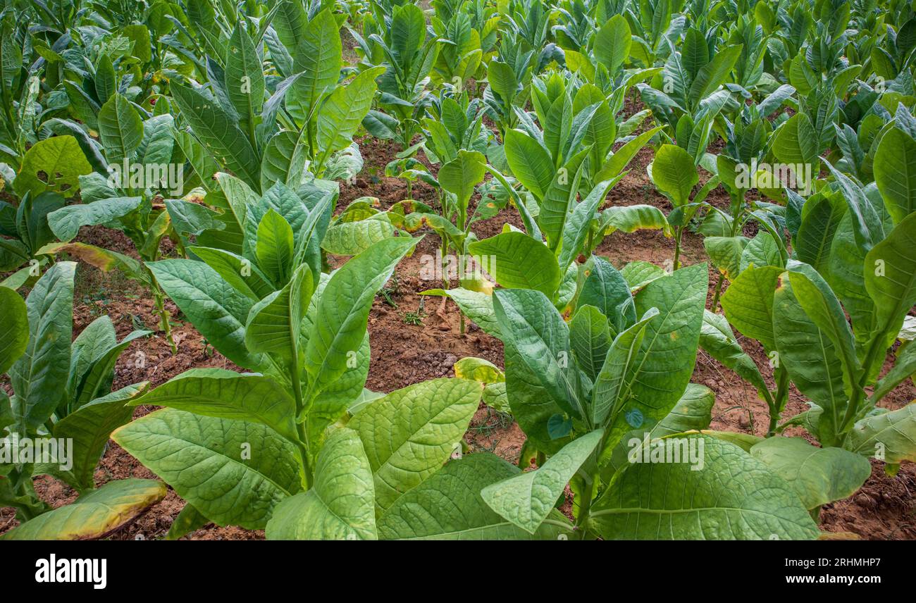 Blooming tobacco plant,Tobacco field Stock Photo - Alamy