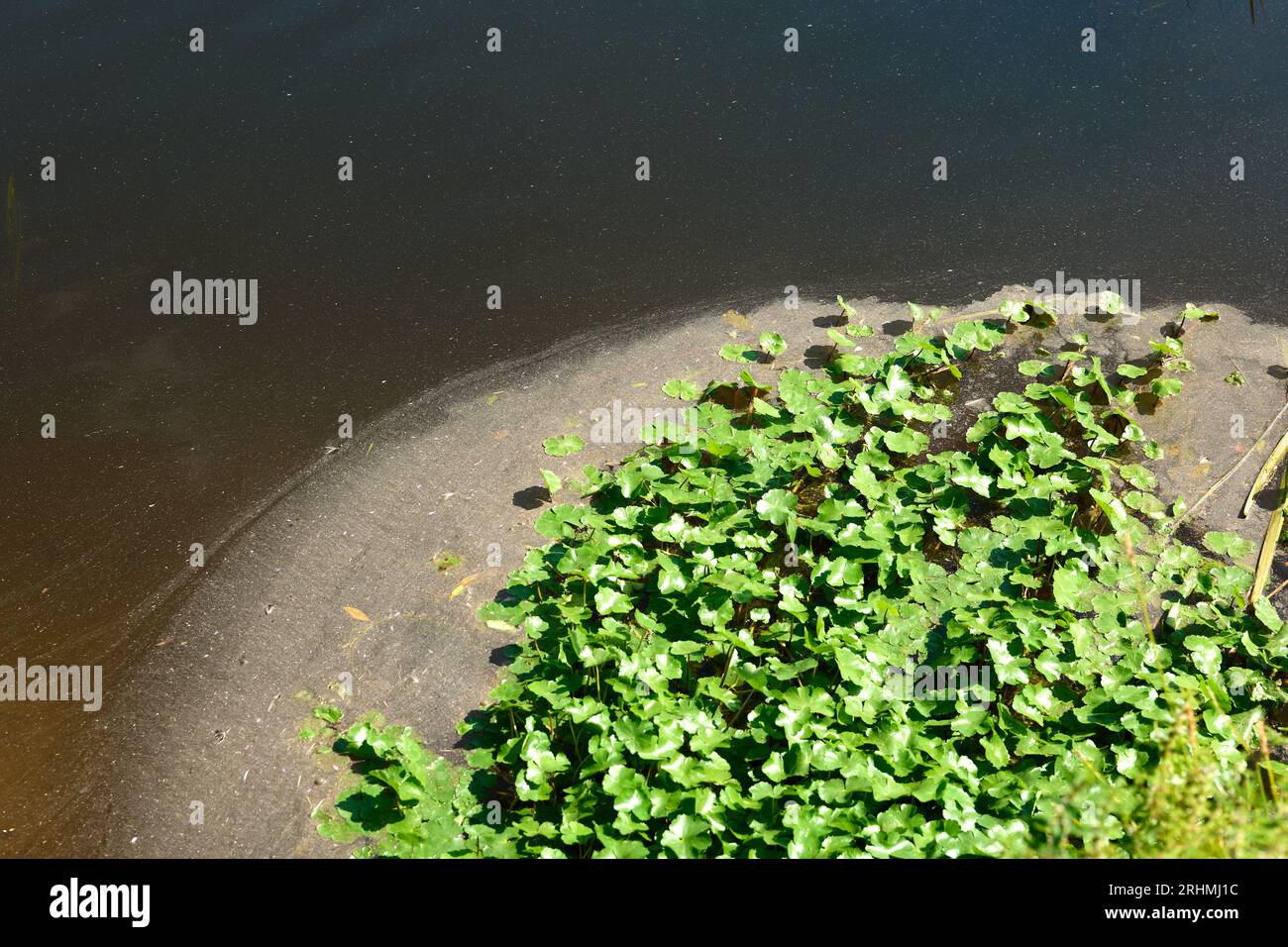 River weeds floating in shallow water Stock Photo - Alamy