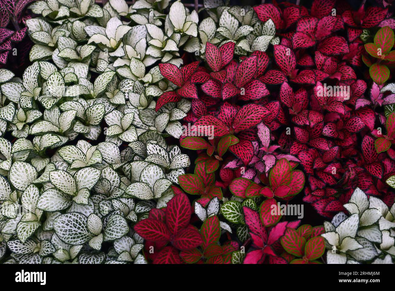 Beautiful Leaves for Nature Background Stock Photo - Alamy