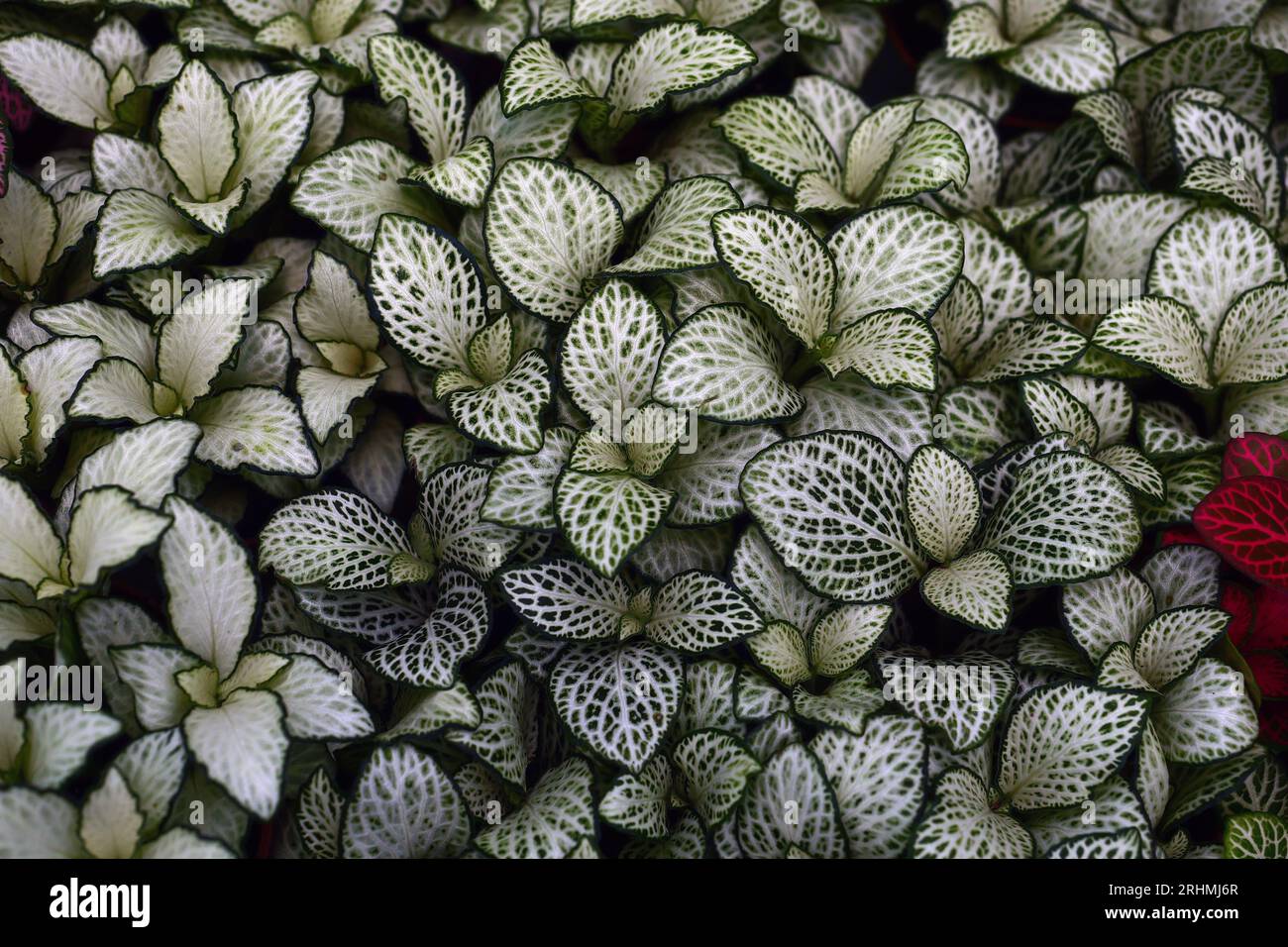 Beautiful Leaves for Nature Background Stock Photo - Alamy