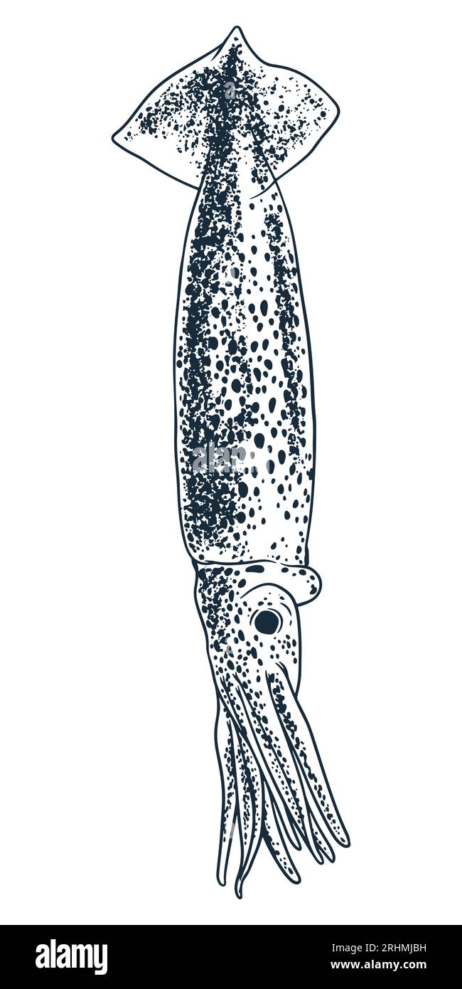 Seafood animal squid engraving drawing vector. Hand sketch vintage ...