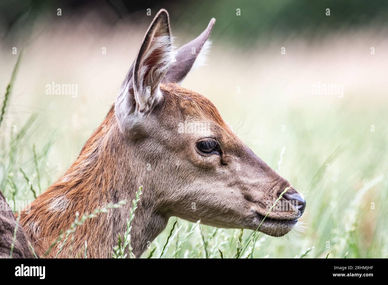 Wildlife Deer Fawn in german Reh, Kitz or Rehkitz Capreolus capreolus ...