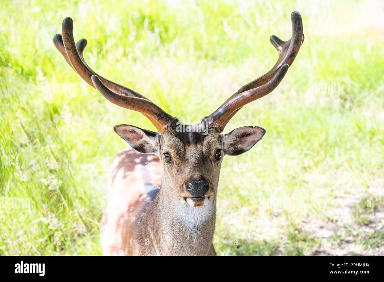 Wildlife Deer Fawn in german Reh, Kitz or Rehkitz Capreolus capreolus ...