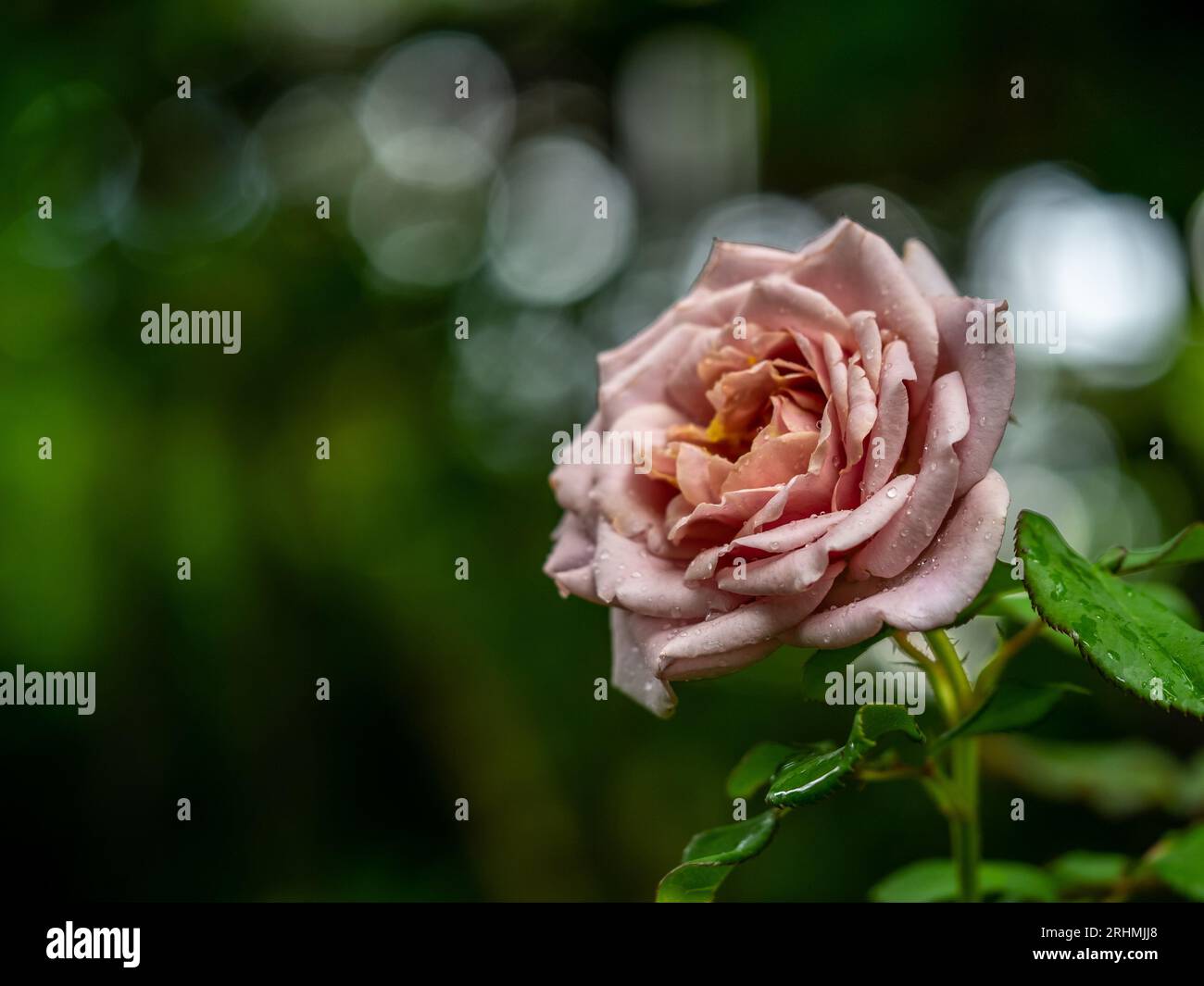 Shape and colors of Koko Loco roses that blooming Stock Photo - Alamy