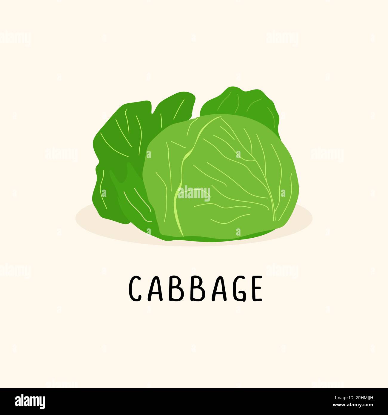 cabbage vector flat illustration, isolated on white background Stock ...