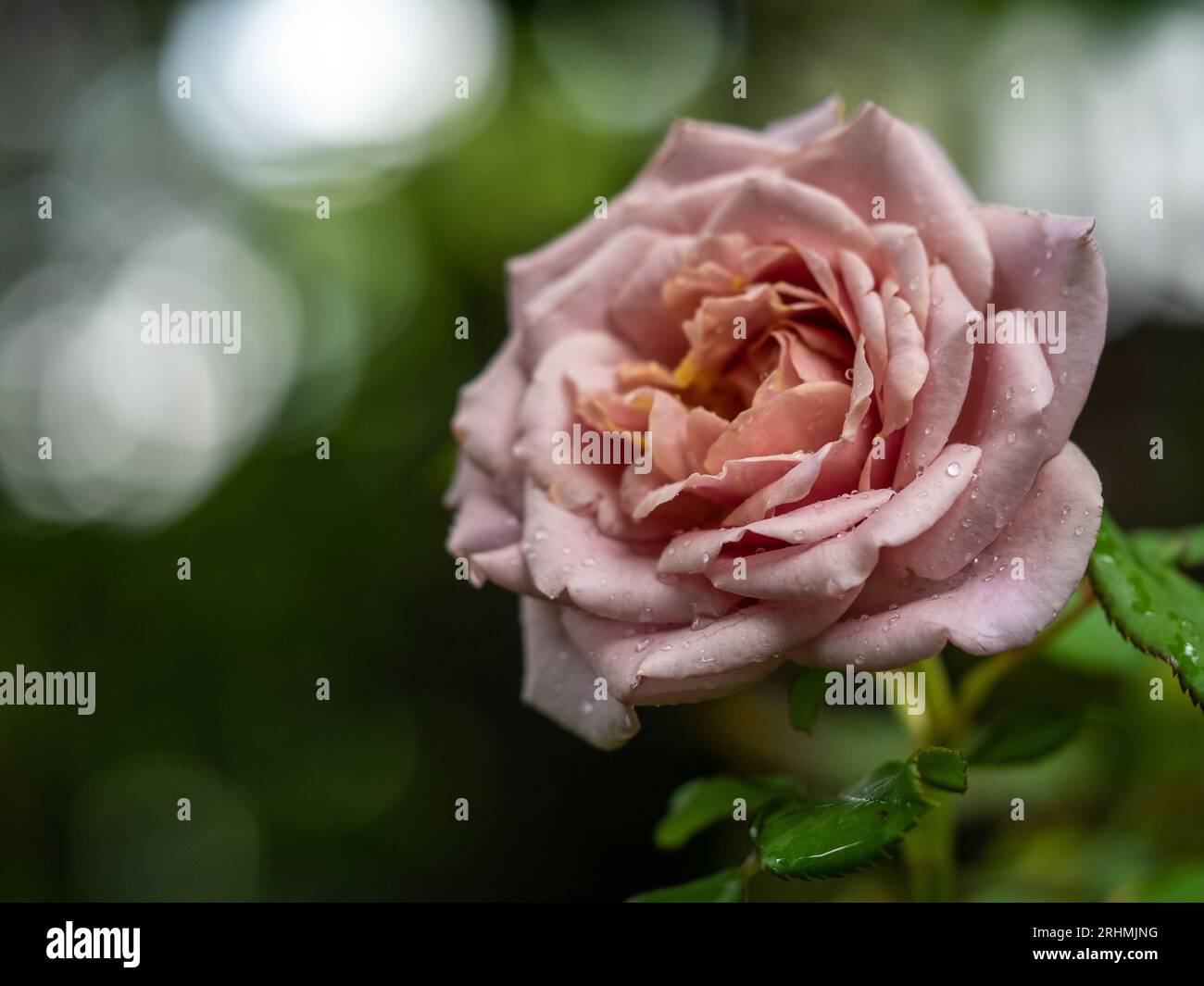 Shape and colors of Koko Loco roses that blooming Stock Photo - Alamy
