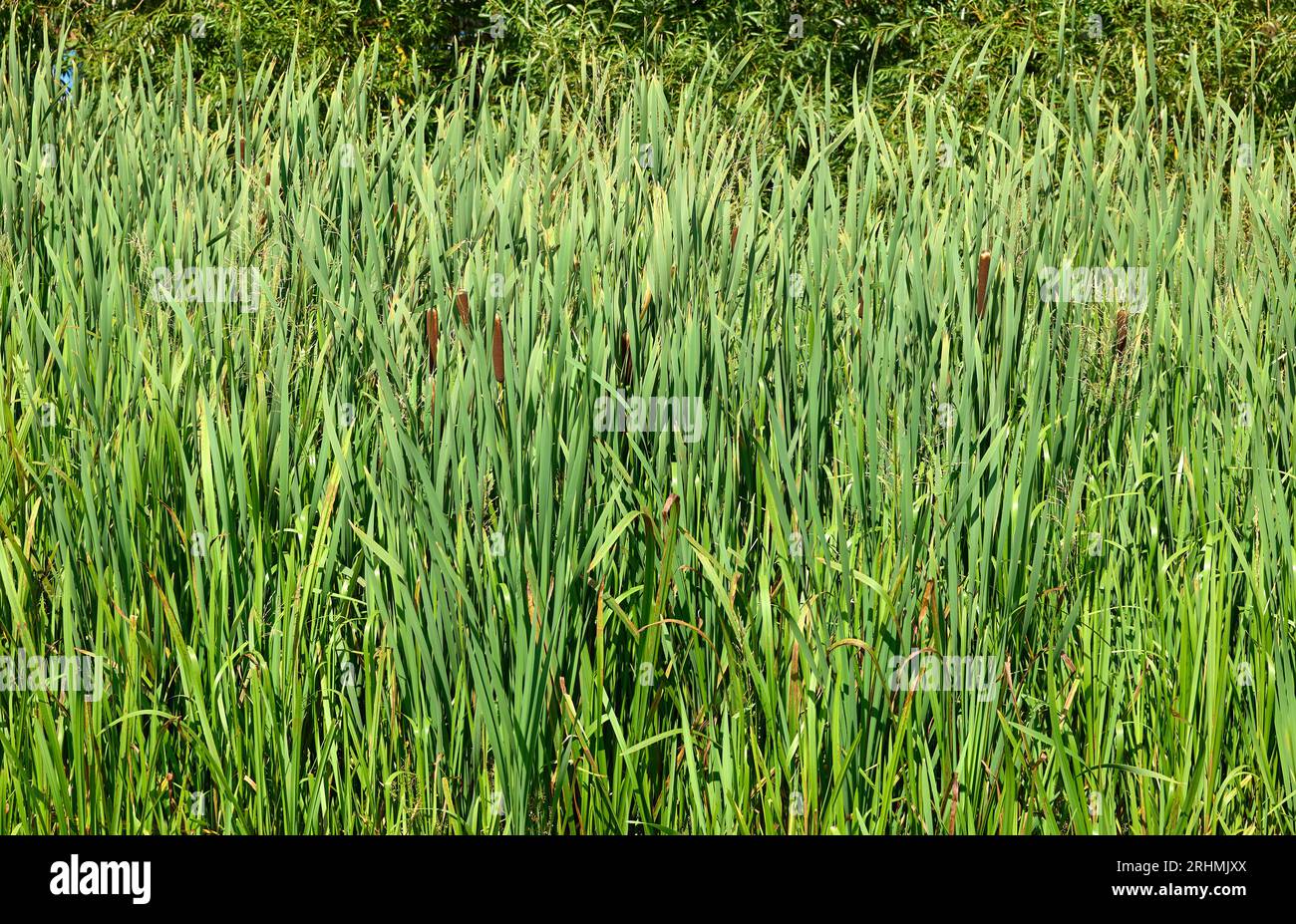 Dense mass of Bull rush reeds background Stock Photo - Alamy