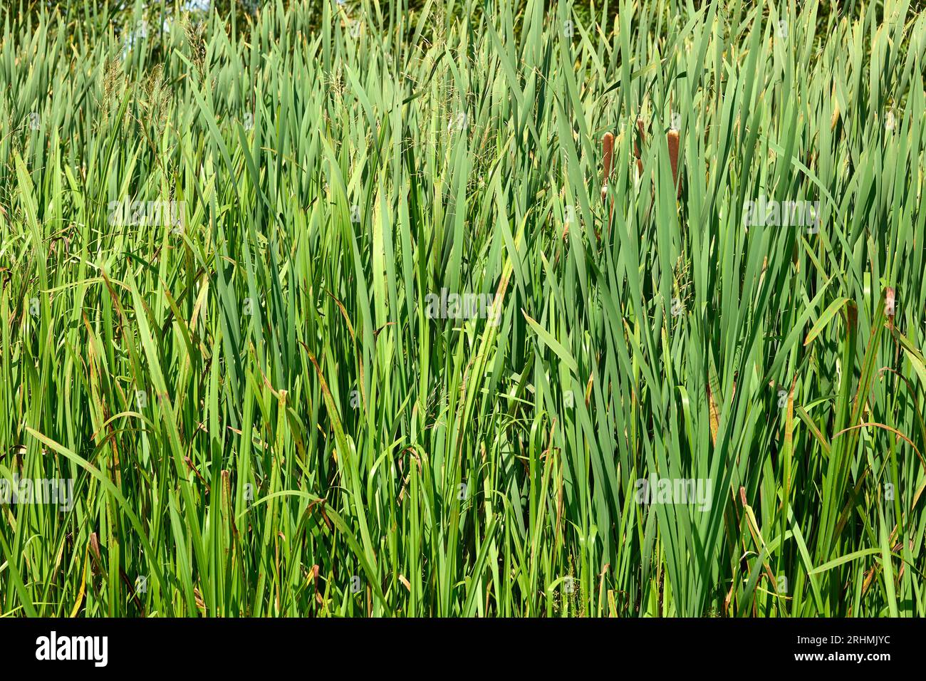 Dense mass of Bull rush reeds background Stock Photo - Alamy
