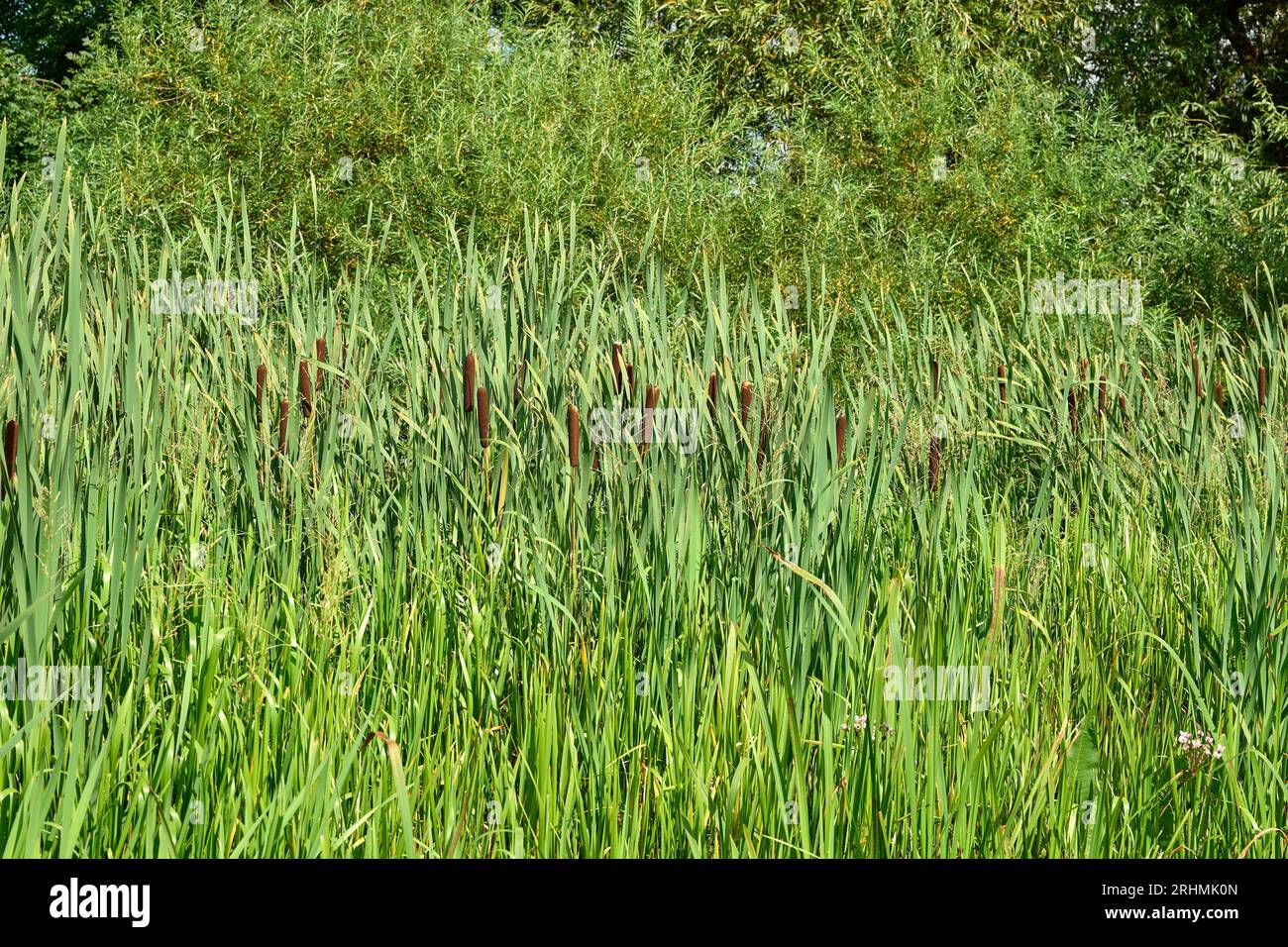 Dense mass of Bull rush reeds background Stock Photo - Alamy