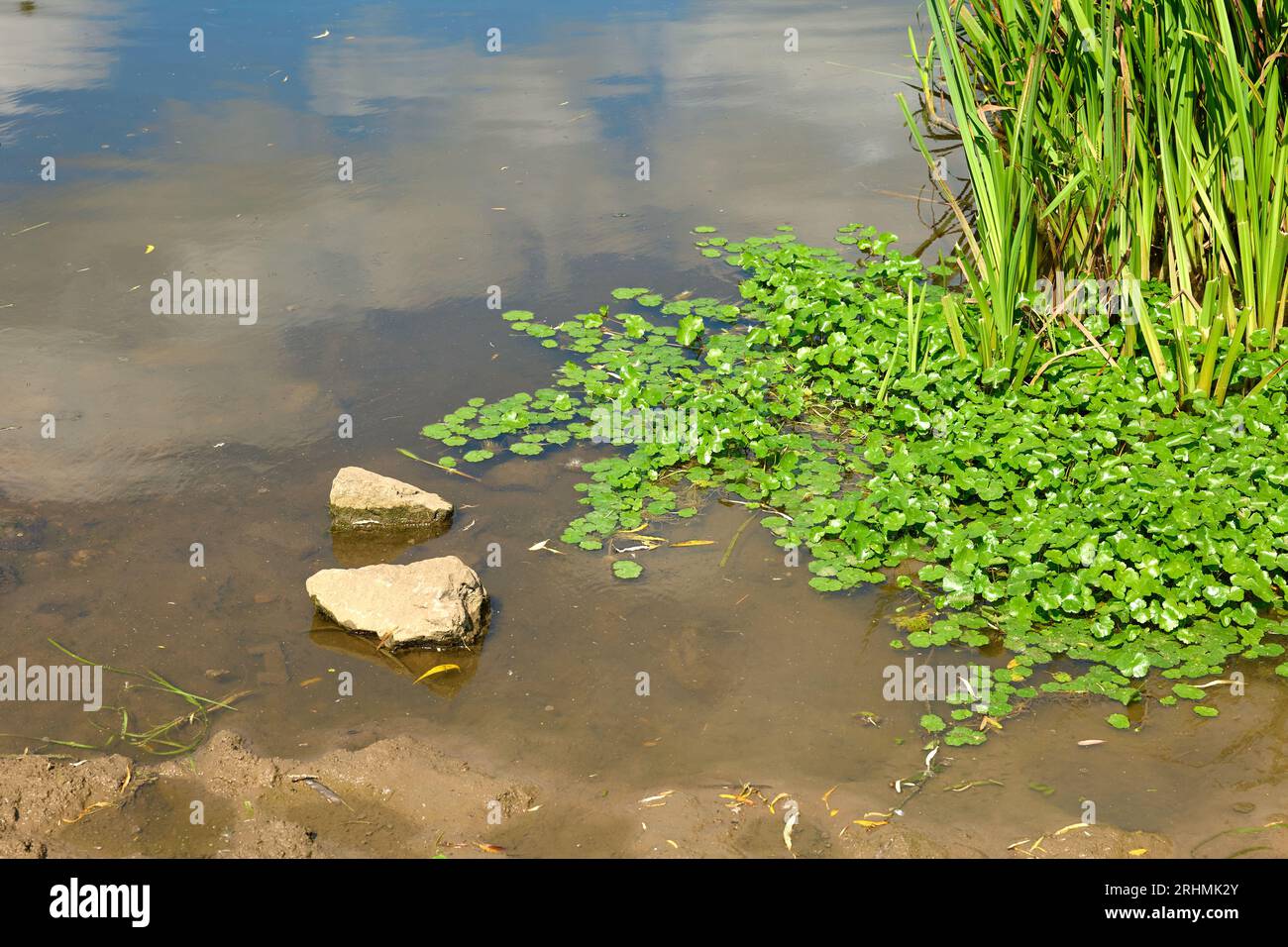 River weeds floating in shallow water Stock Photo - Alamy