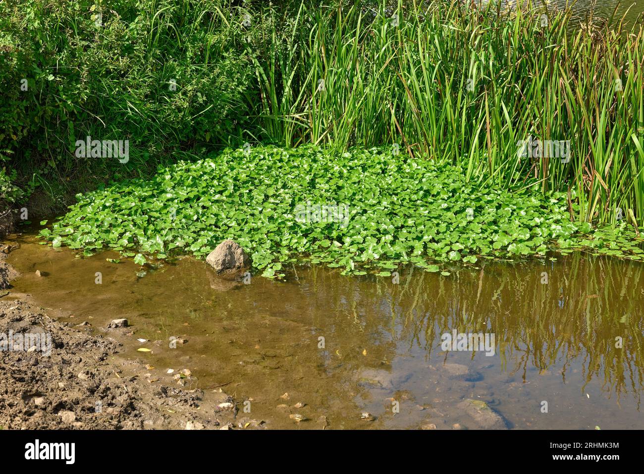 River weeds floating in shallow water Stock Photo - Alamy