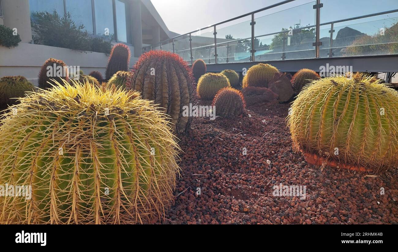 captivating scene of a cactus garden, featuring a diverse collection of ...