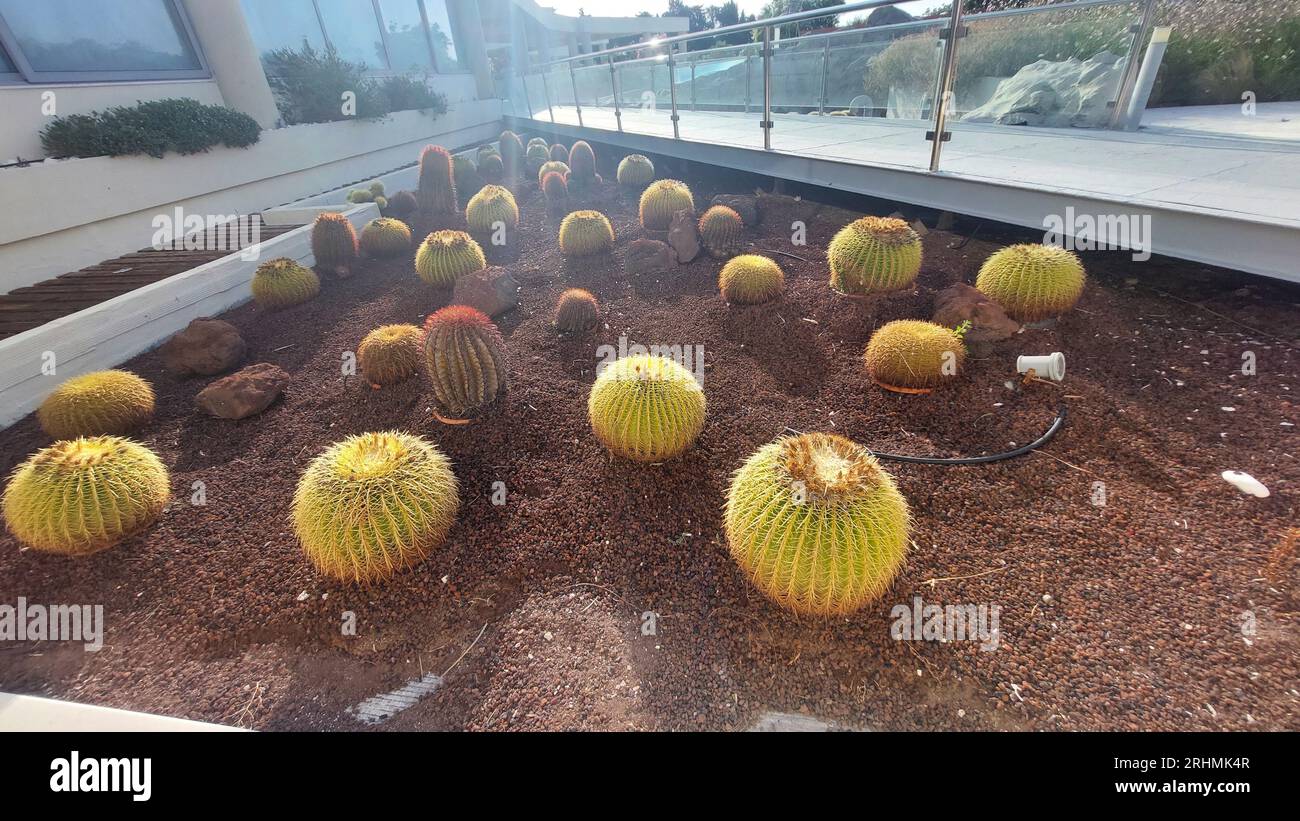 Captivating scene of a cactus garden, featuring a diverse collection of ...