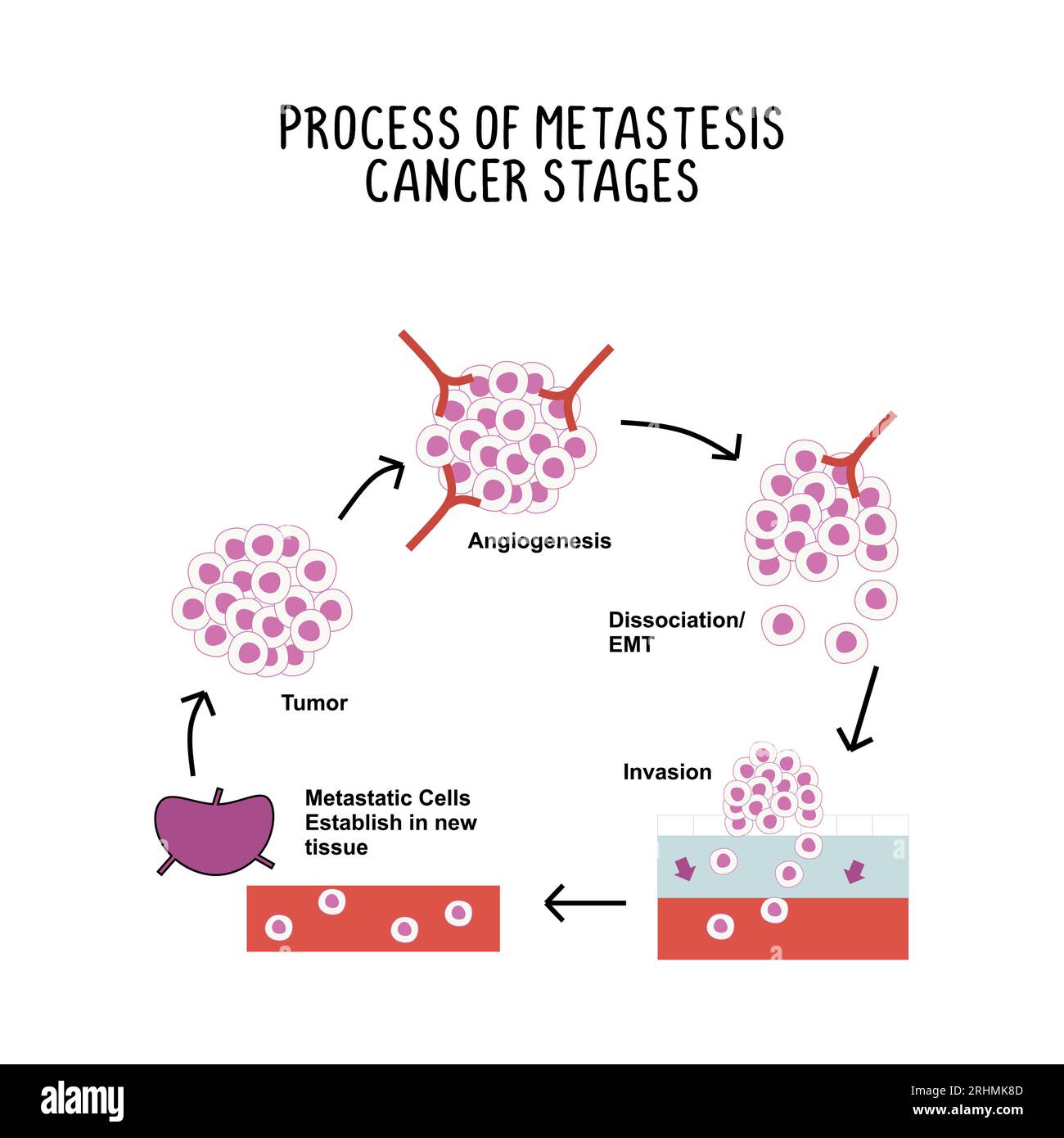 Body growth stages hi-res stock photography and images - Alamy