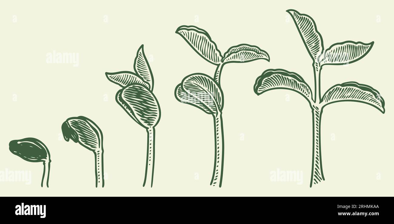 Plant growth stages vector. hand drawing engraving style illustration ...
