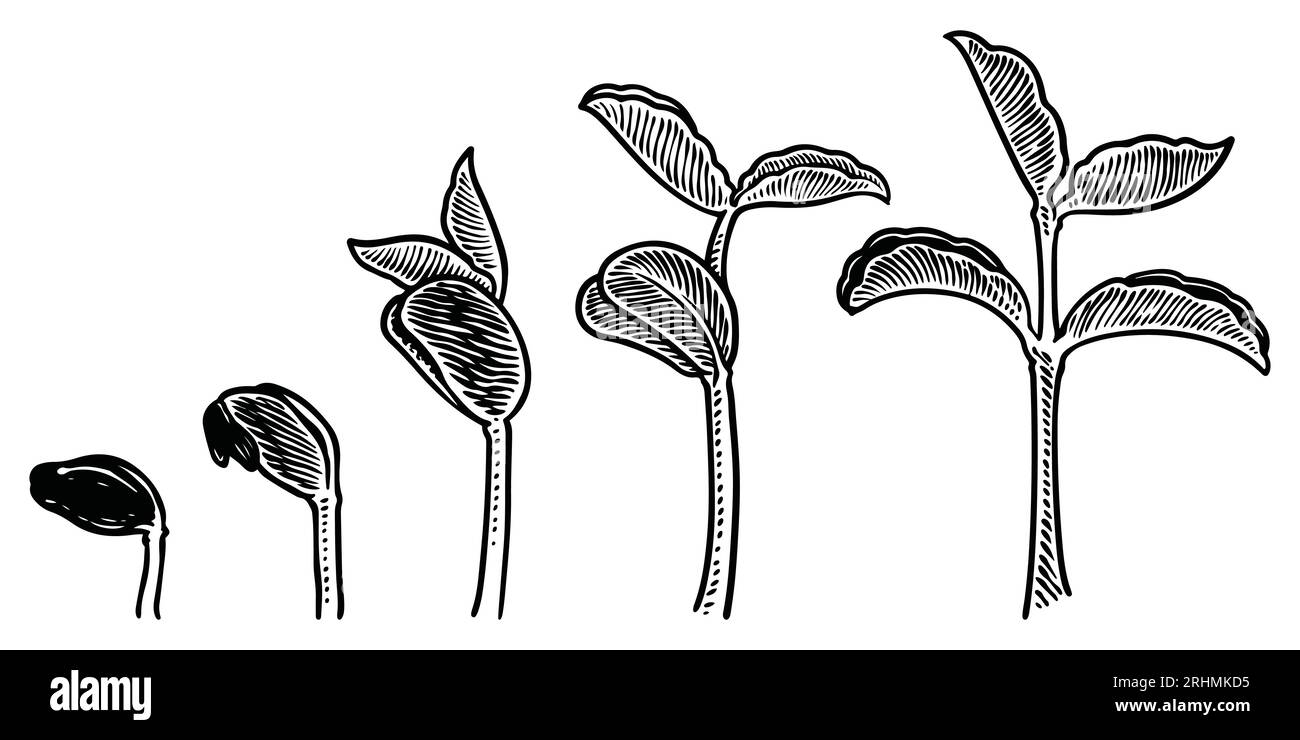 Stages Of Plant Growth Drawing at Jorge Dotson blog