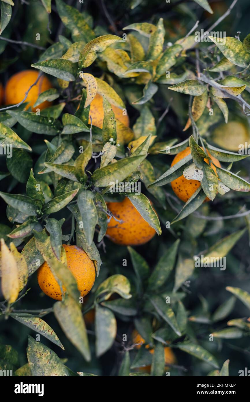 Citrus infection leaf hi-res stock photography and images - Alamy