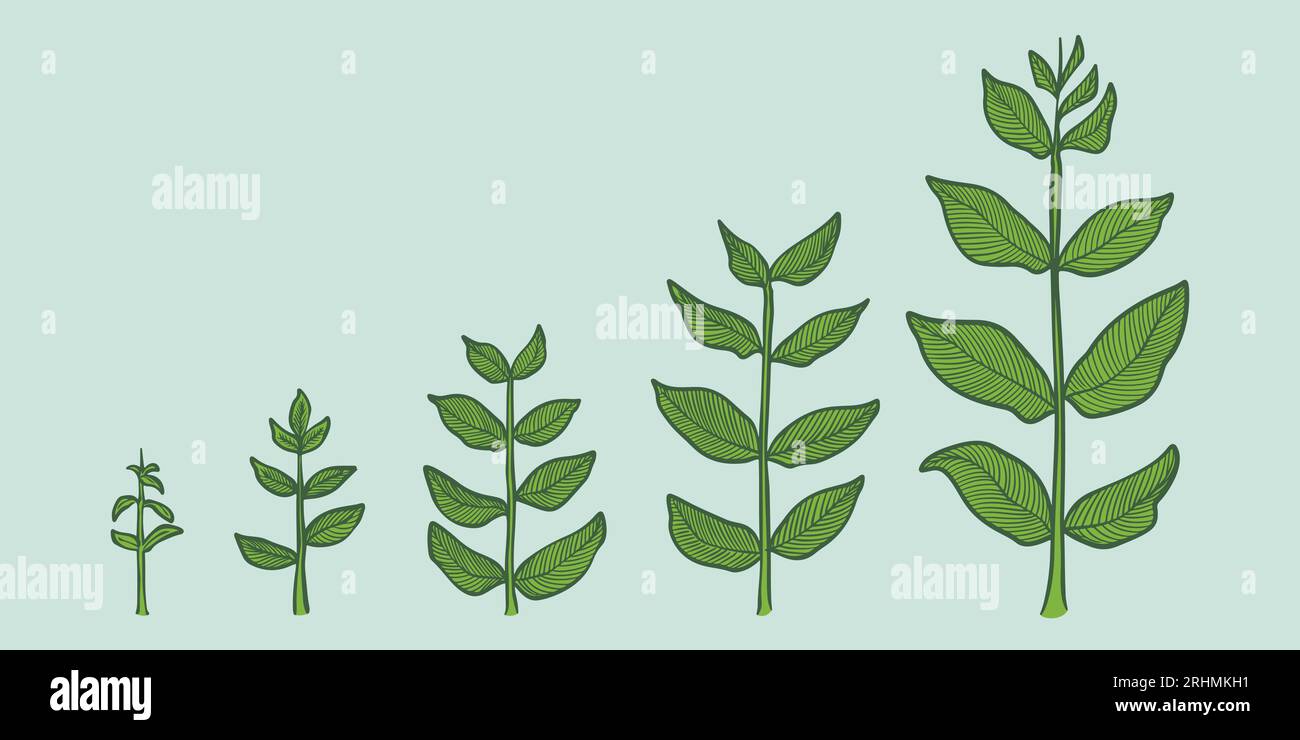 Plant growth stages vector. hand drawing engraving style illustration ...