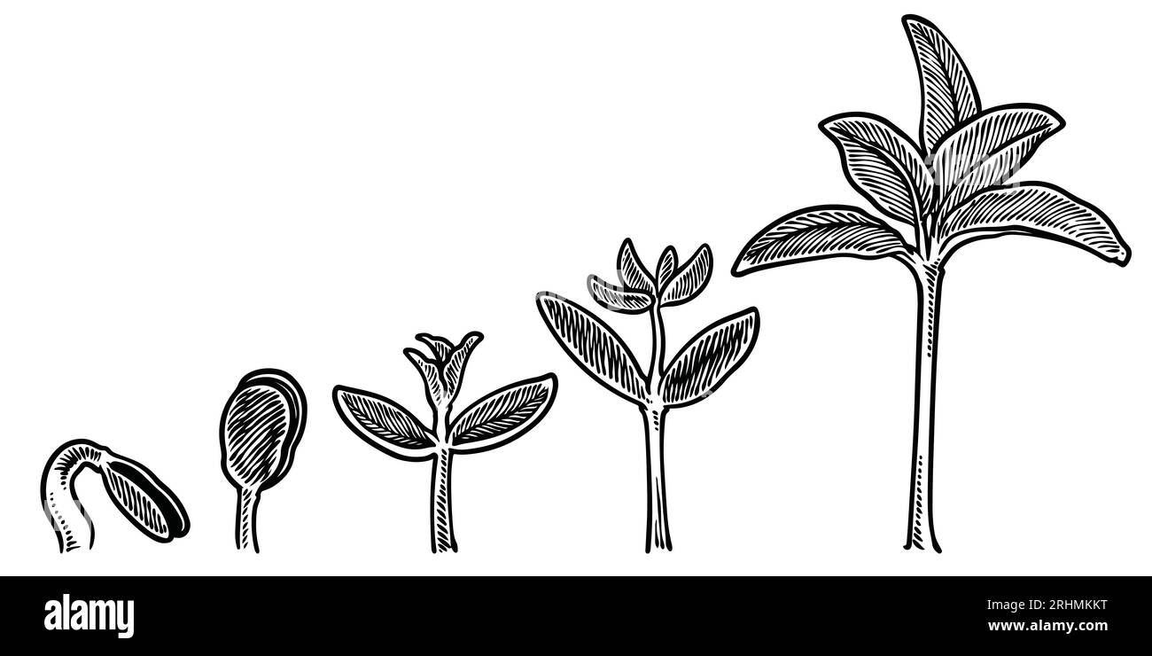 Plant growth stages vector. hand drawing engraving style illustration, isolated on white ...