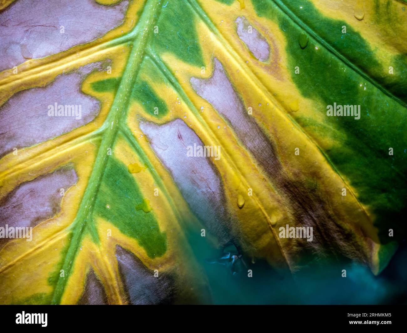 The wounded surface of a withering Alocasia leaf Stock Photo - Alamy