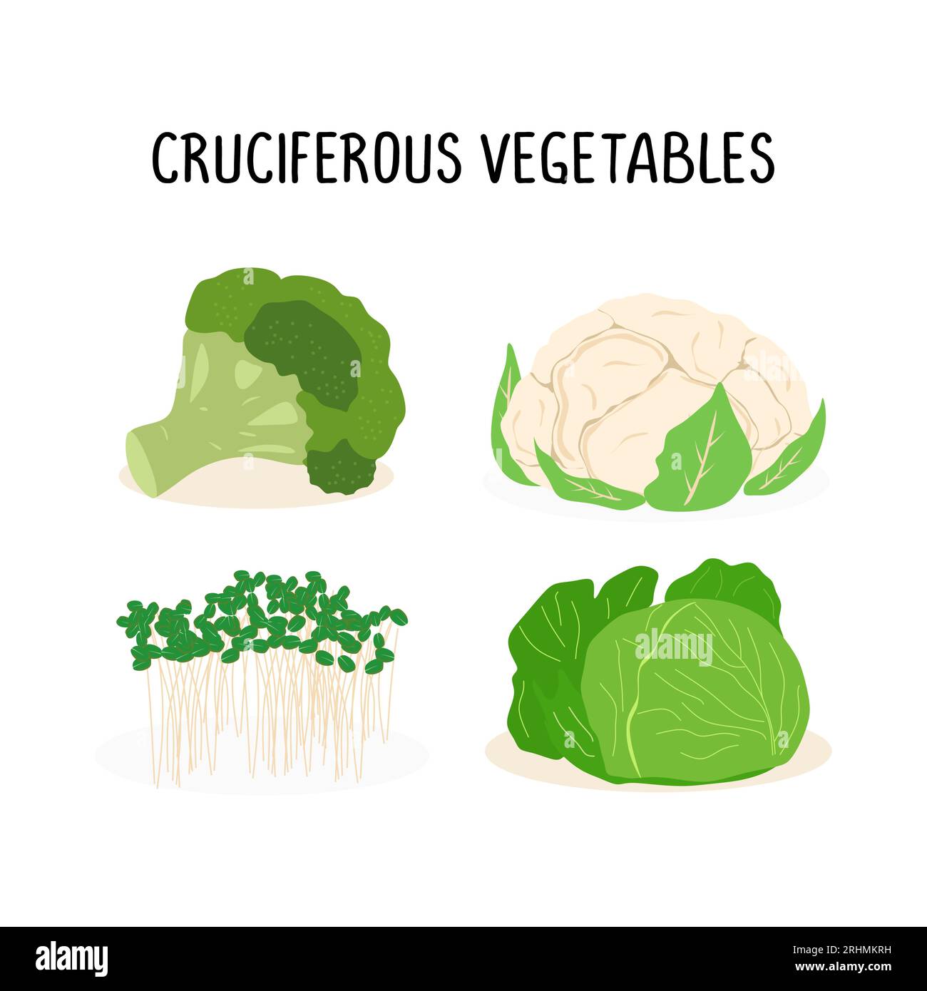 Cruciferous vegetables vector flat illustration set, isolated on white ...