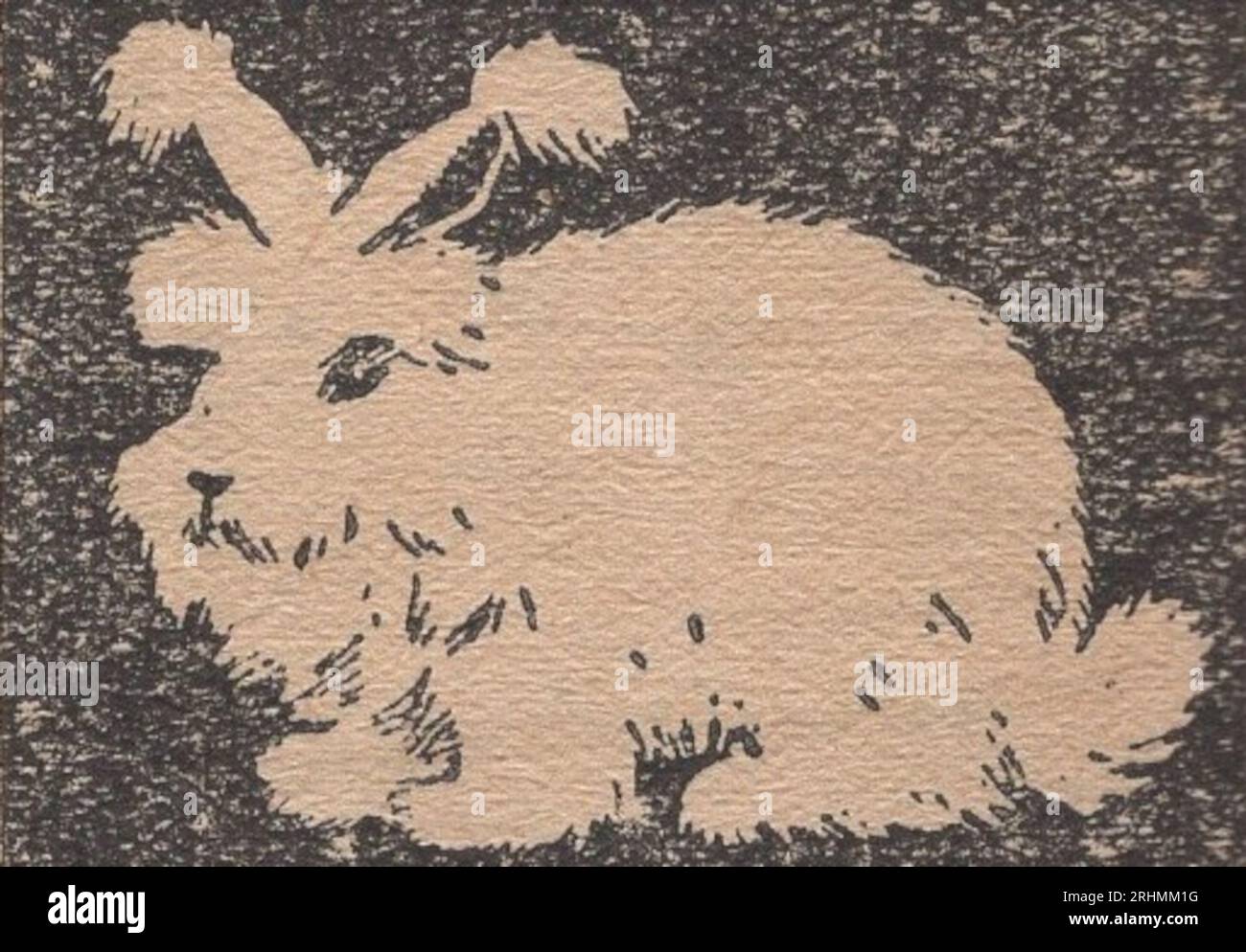 Vintage male angora rabbit drawing hi-res stock photography and images ...