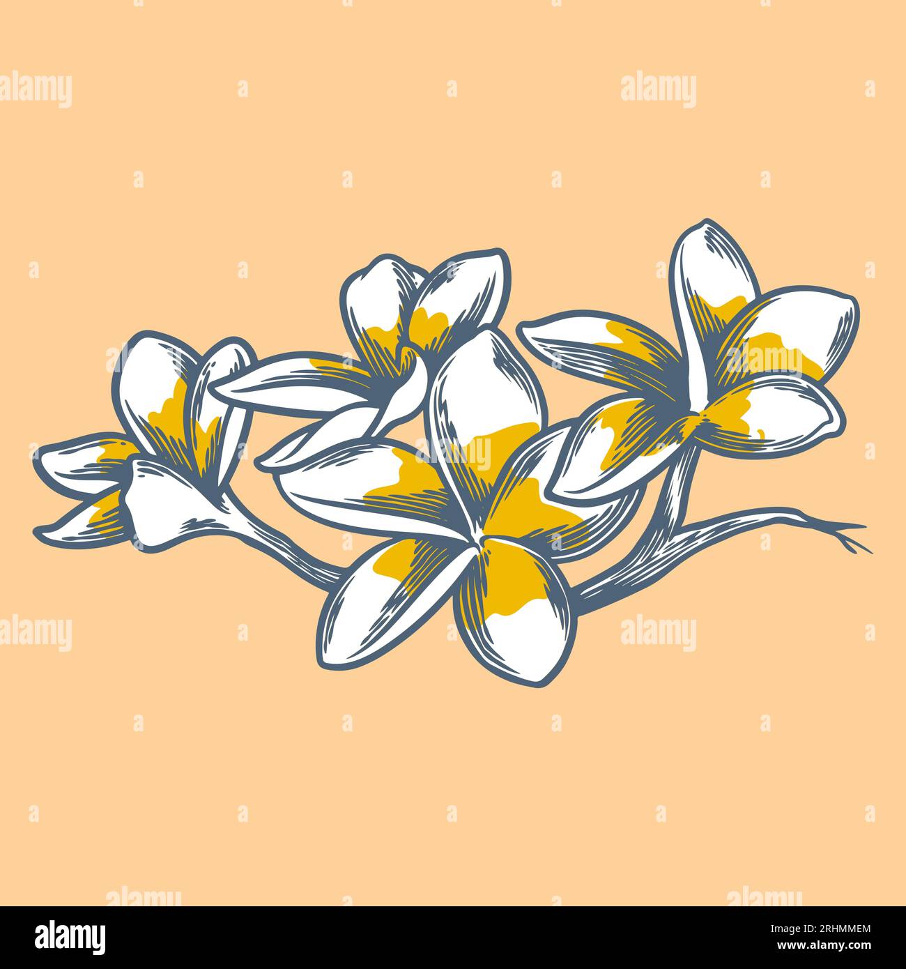 Hand drawn flower botanical drawing of frangipani isolated on bright ...