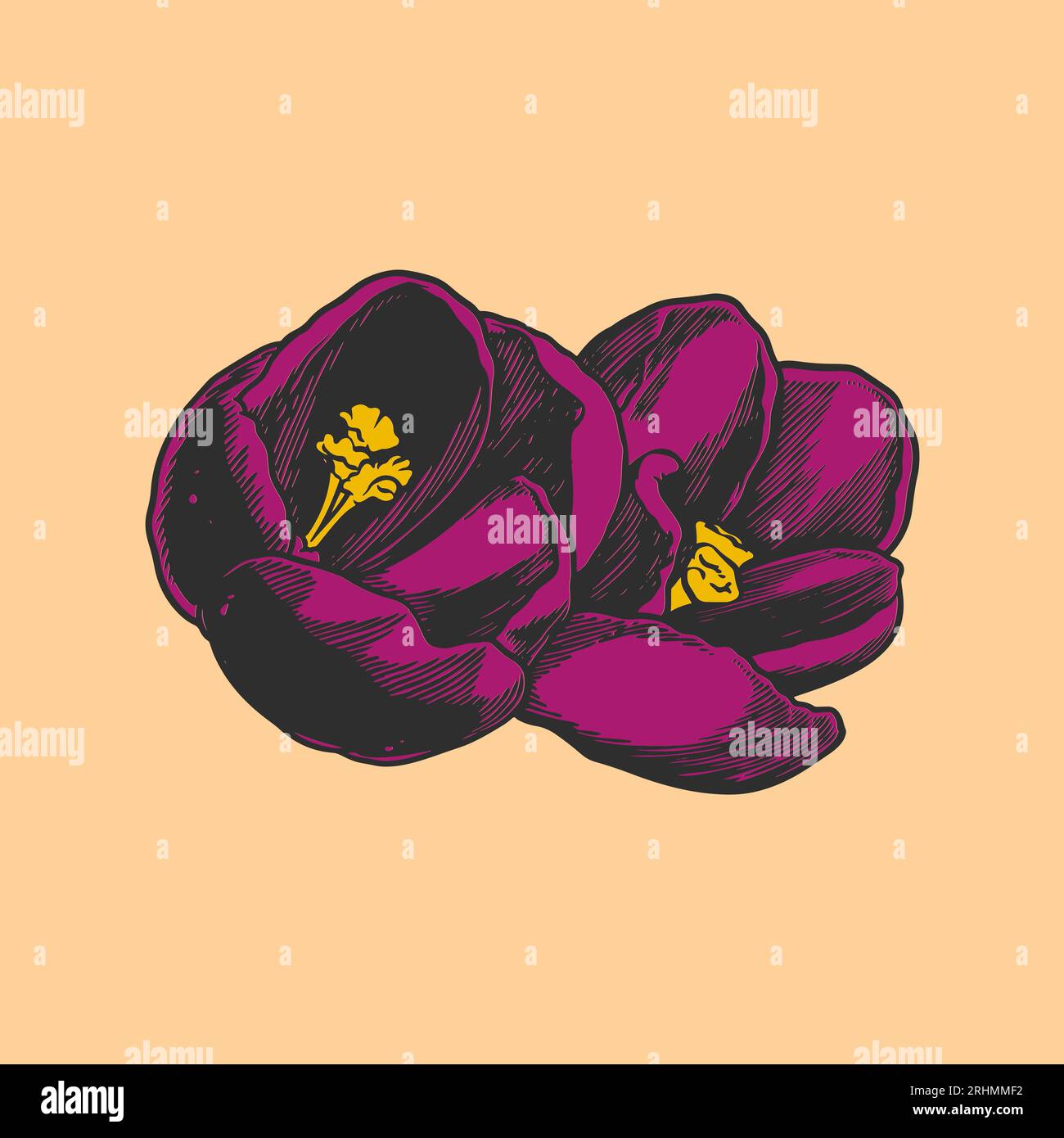 Hand drawn flower botanical drawing of crocus isolated on bright ...