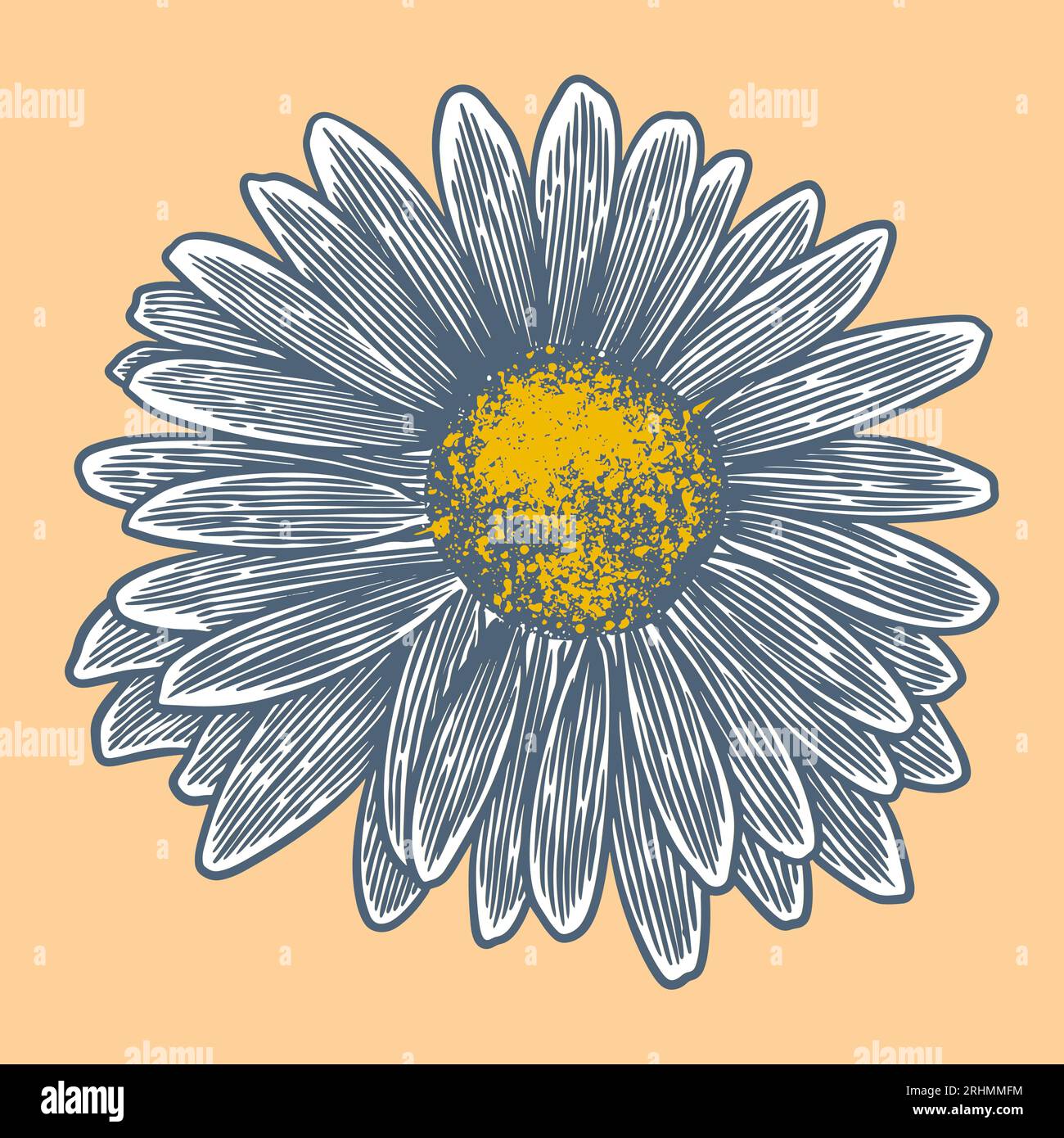 Hand drawn flower botanical drawing of chamomile isolated on bright ...