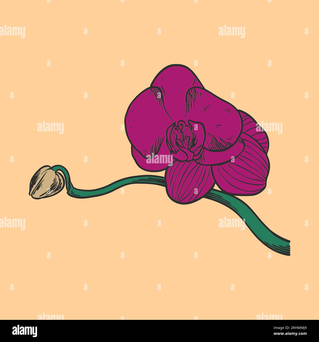 Hand drawn flower botanical drawing of orchid isolated on bright ...