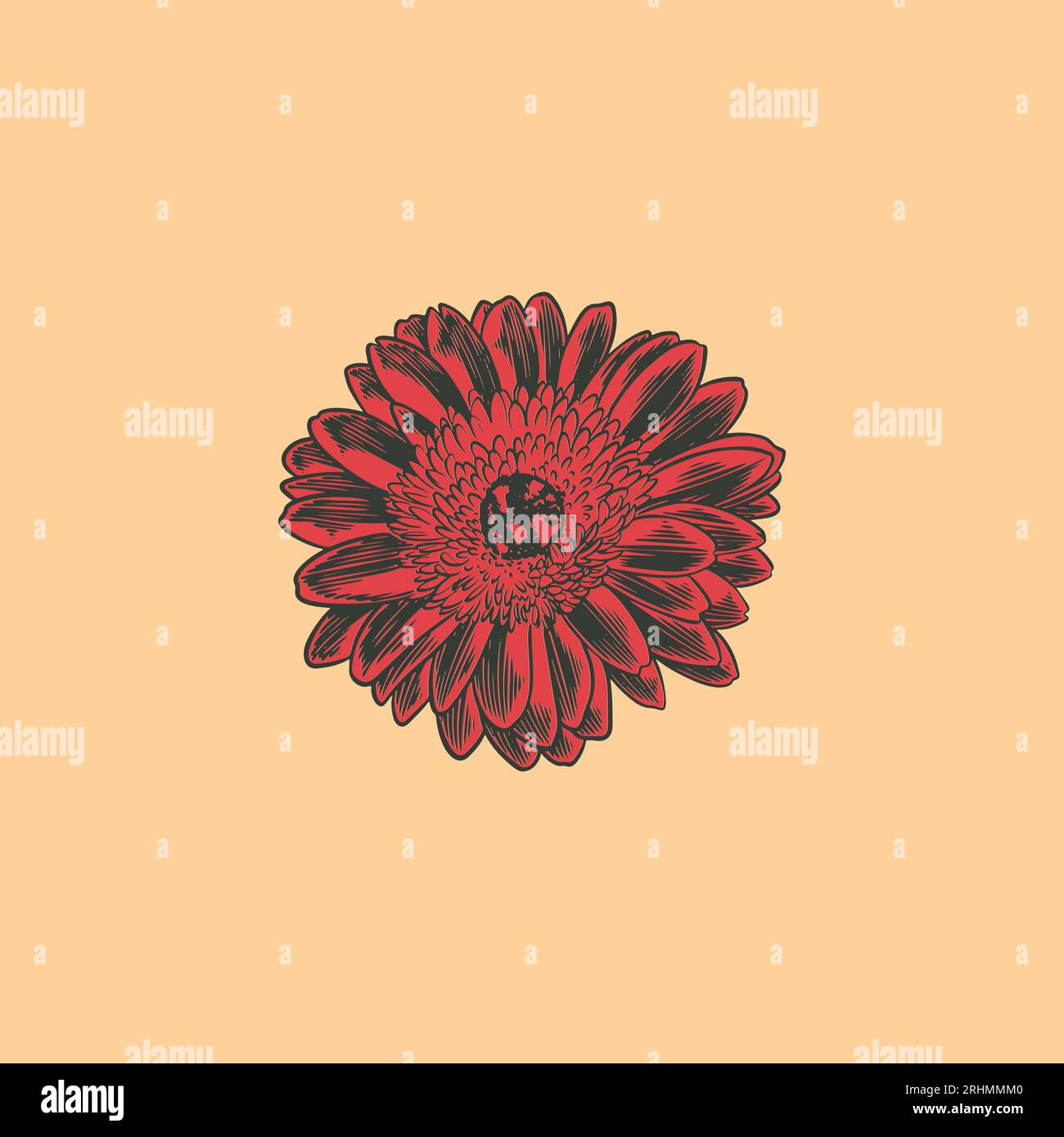 Hand drawn flower botanical drawing of gerbera isolated on bright ...