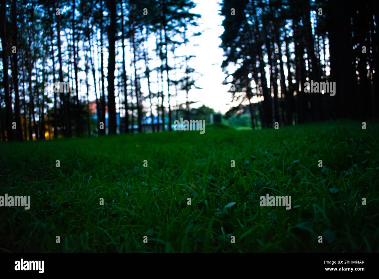 Grass field darkness creepy hi-res stock photography and images - Alamy