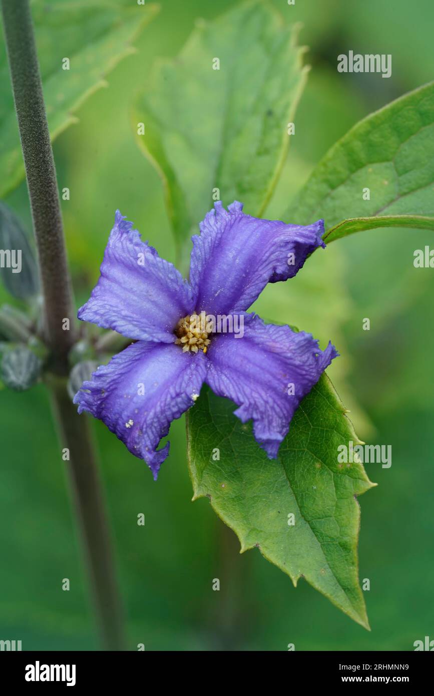 Natural closeup on a blue fragrant flower of tube Clematis ...