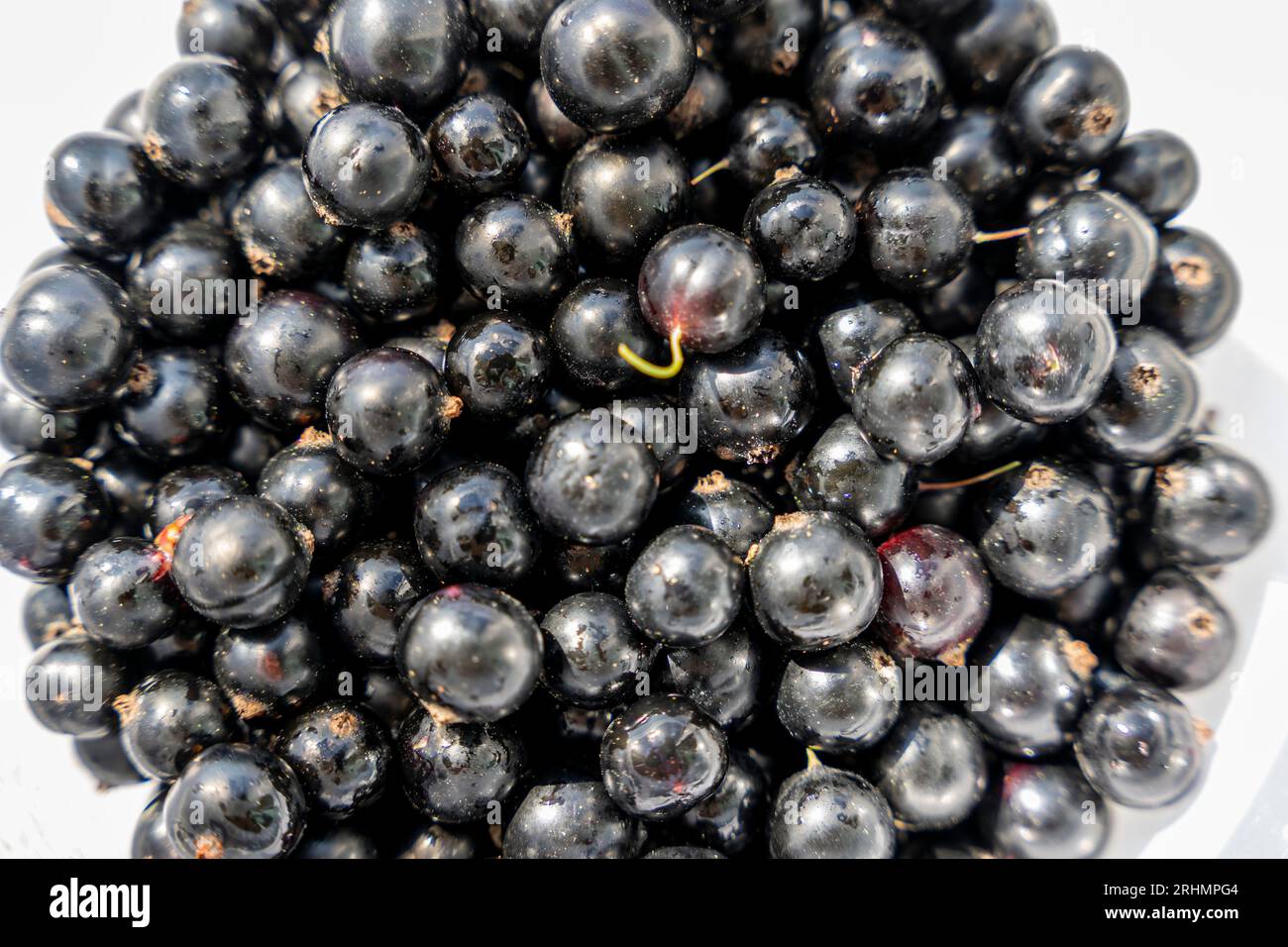 Summer fresh black currant berries. Background of sweet ripe black ...