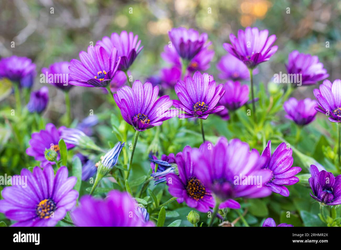 Dimorphotheca is a genus of plants in the family Asteraceae, native to ...