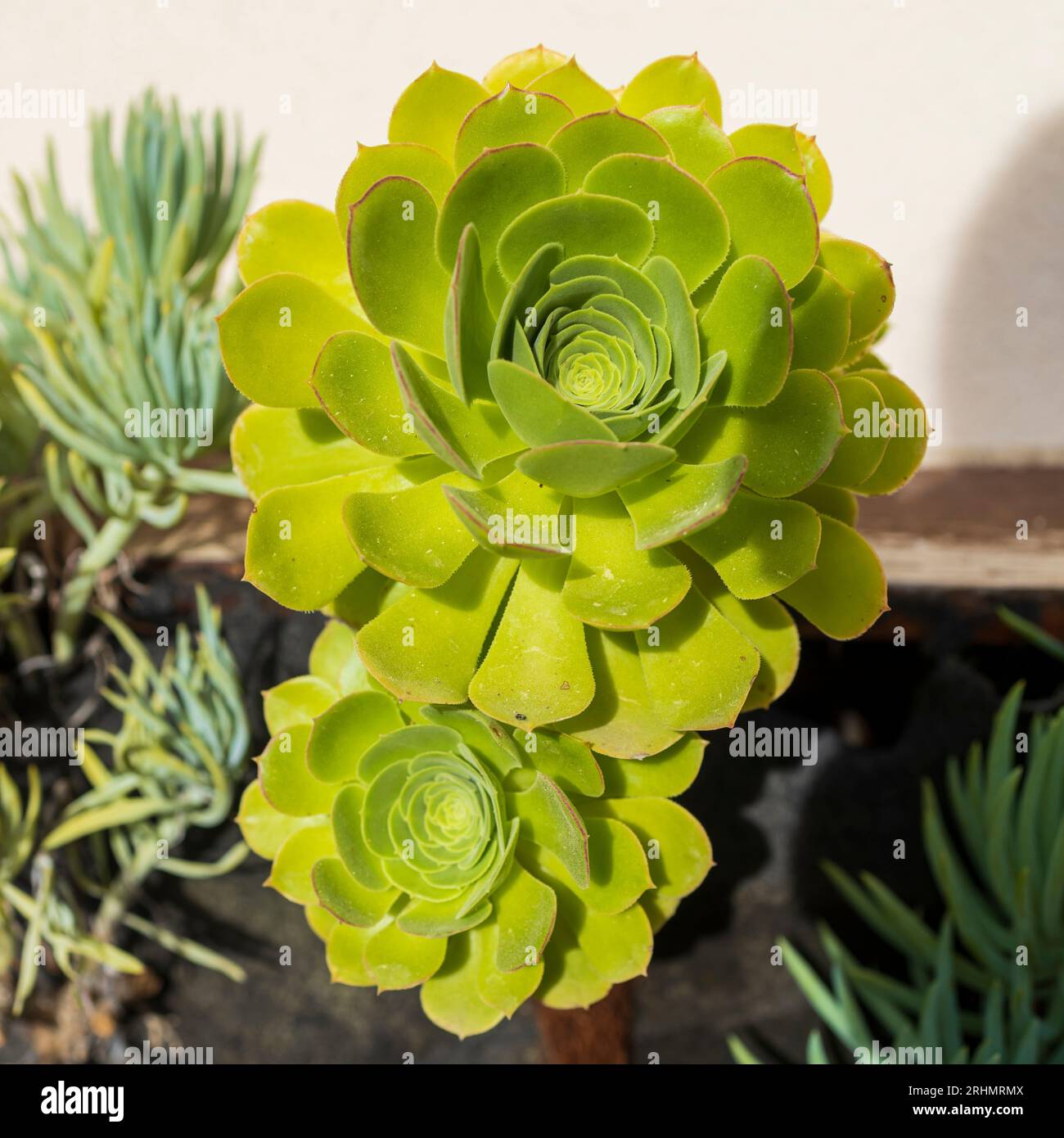 Aeonium arboreum zwartkops hi-res stock photography and images - Alamy