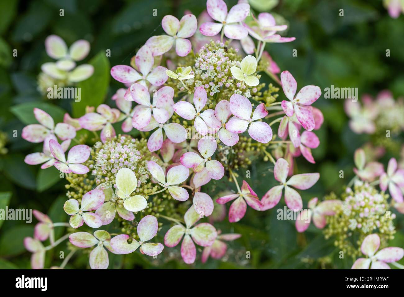Huge petals of the delicate green color of the flowers of the ...