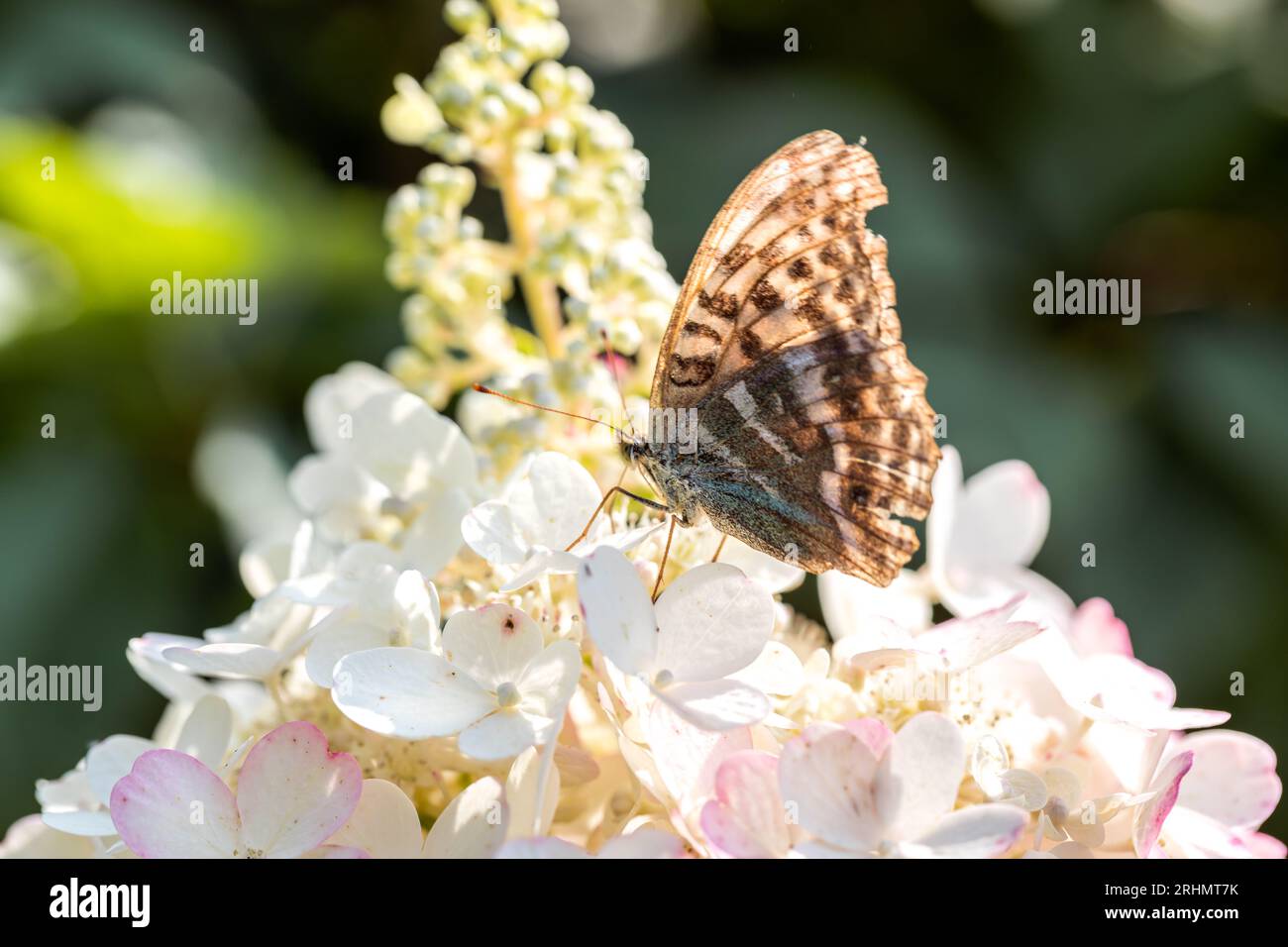 beautiful butterfly sits on a hydrangea flower Stock Photo - Alamy