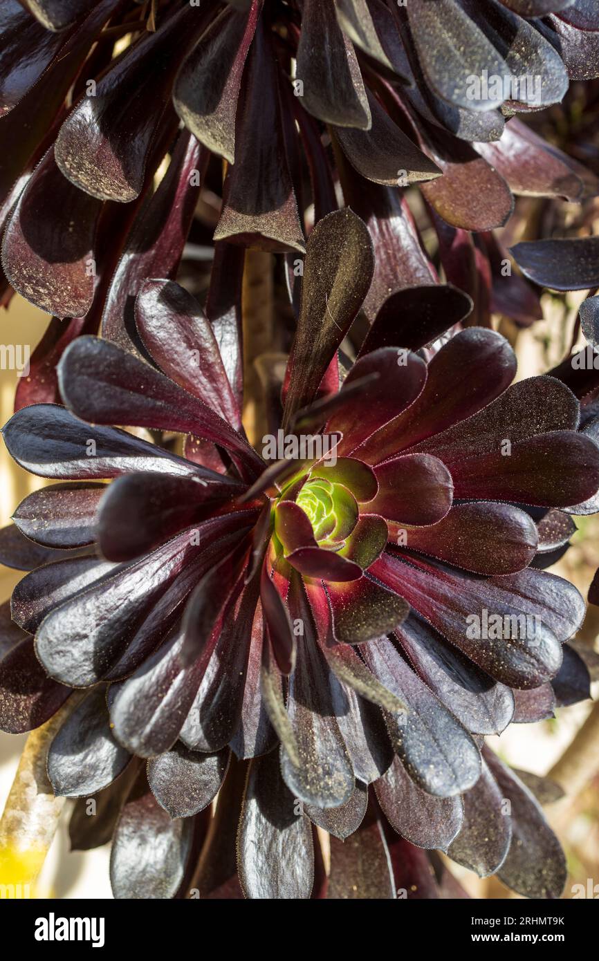 Aeonium arboreum zwartkops hi-res stock photography and images - Alamy