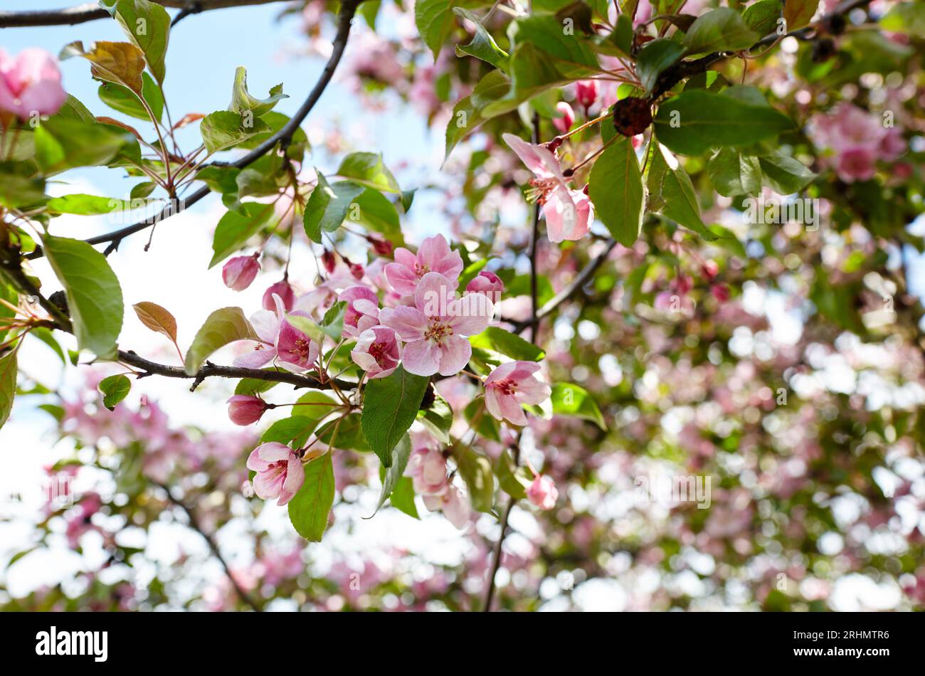 Blossoming red flowers and leaves of the paradise apple trees ...